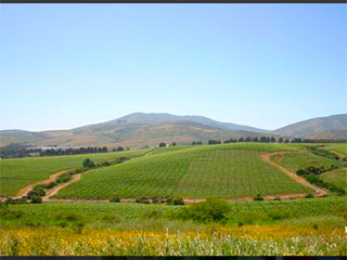 Viña Leyda (Valle del Leyda) - 800.cl